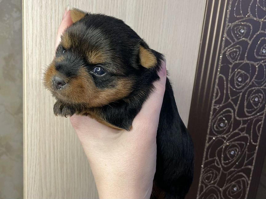 Йоркширский терьер щенки