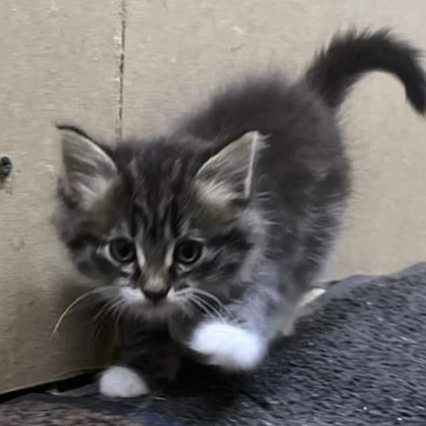 Котёнок в добрые руки