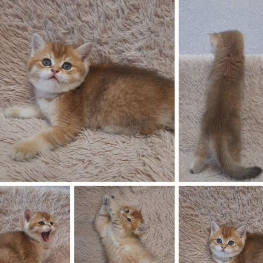 Шотландский прямоухий короткошёрстный котёнок