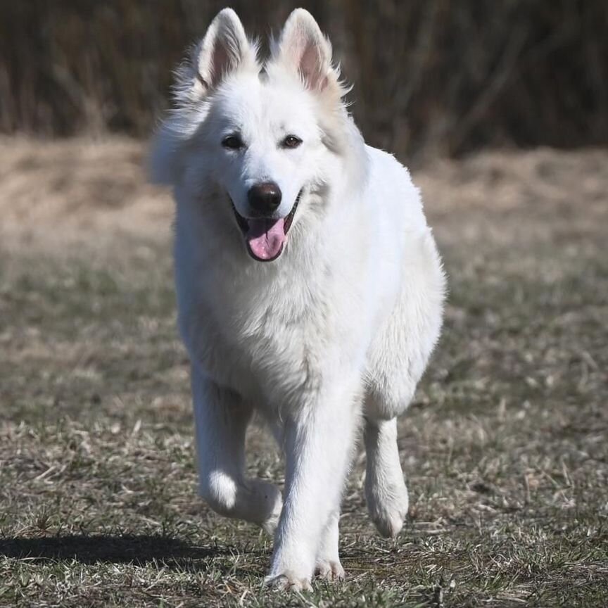 Белая швейцарская овчарка, щенок