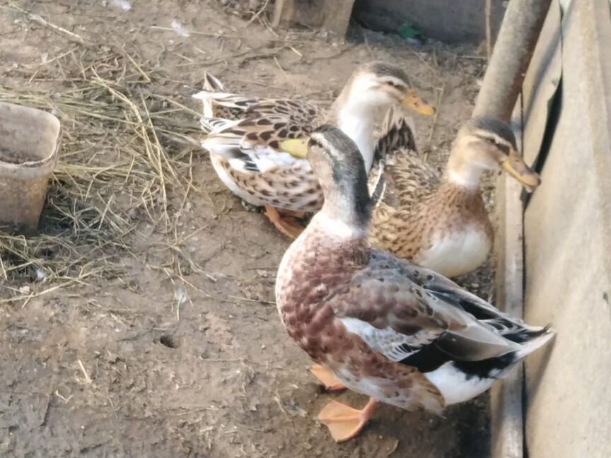 Подсадные утки