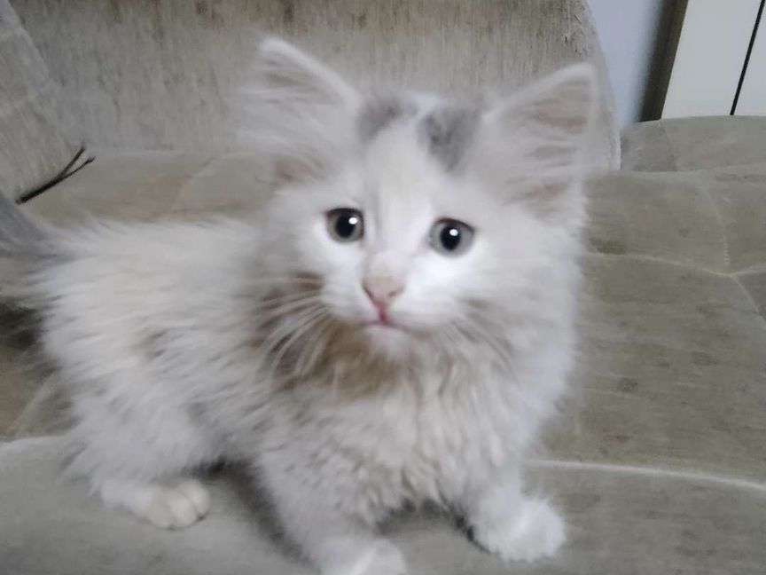 Котенок в добрые руки бесплатно
