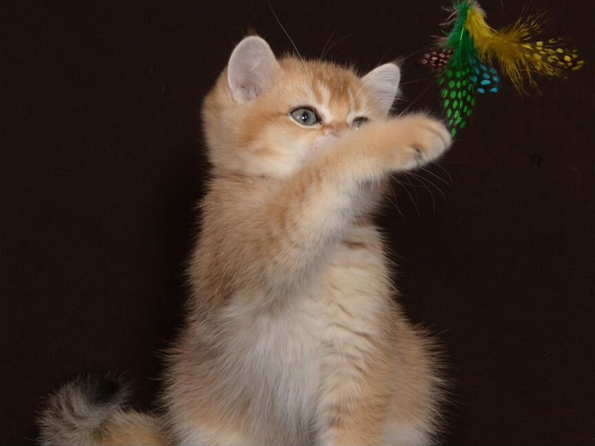 Шотландские котята