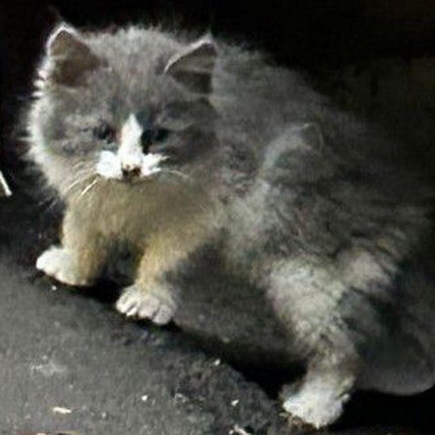 Котенок в поисках дома
