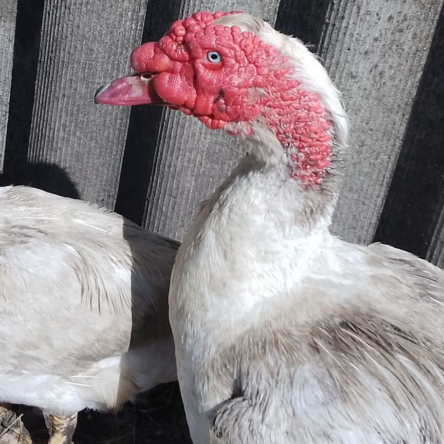 Инкубационное яйцо мускуса Орвия