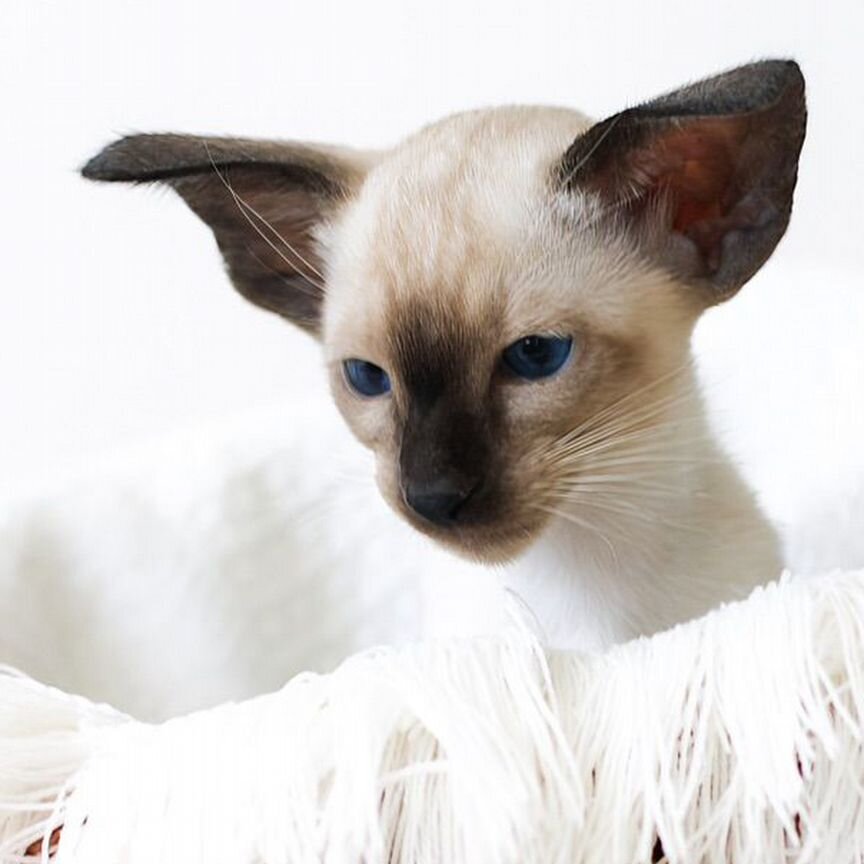 Ориентальный котёнок