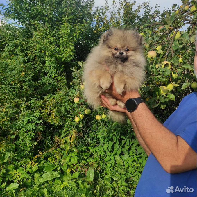 Красивые щенки померанского шпица
