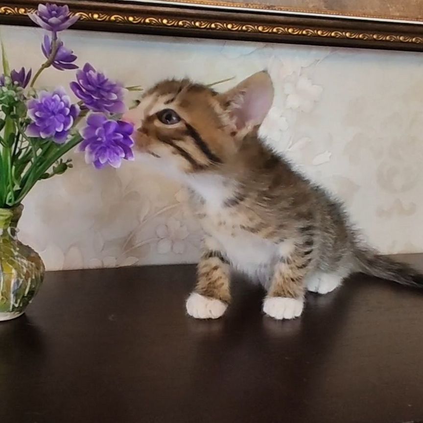 Котенок Васенька. 1,5 меес. Чудный, полосатый