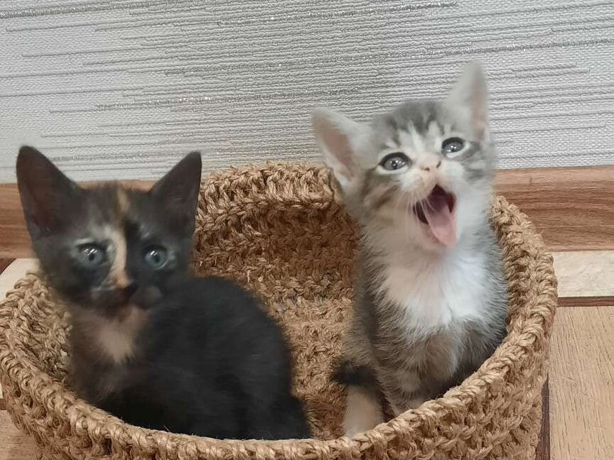 Котята в добрые руки отдам бесплатно