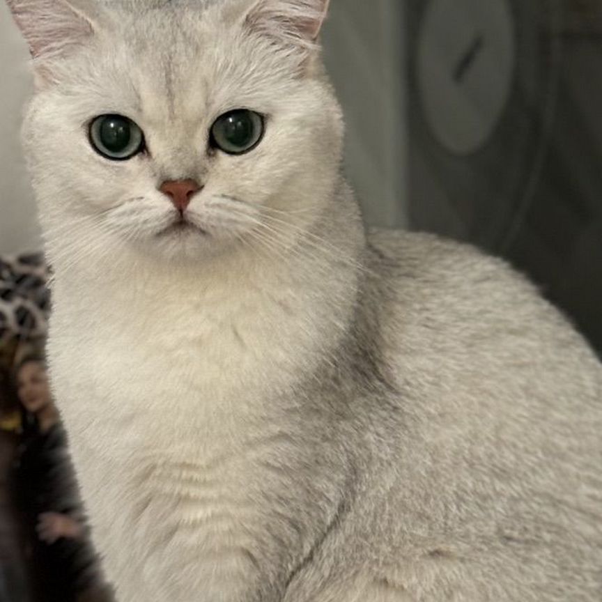 Одам кошечку в добрые руки