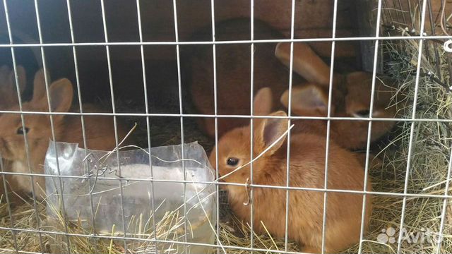 Новозеландские красные