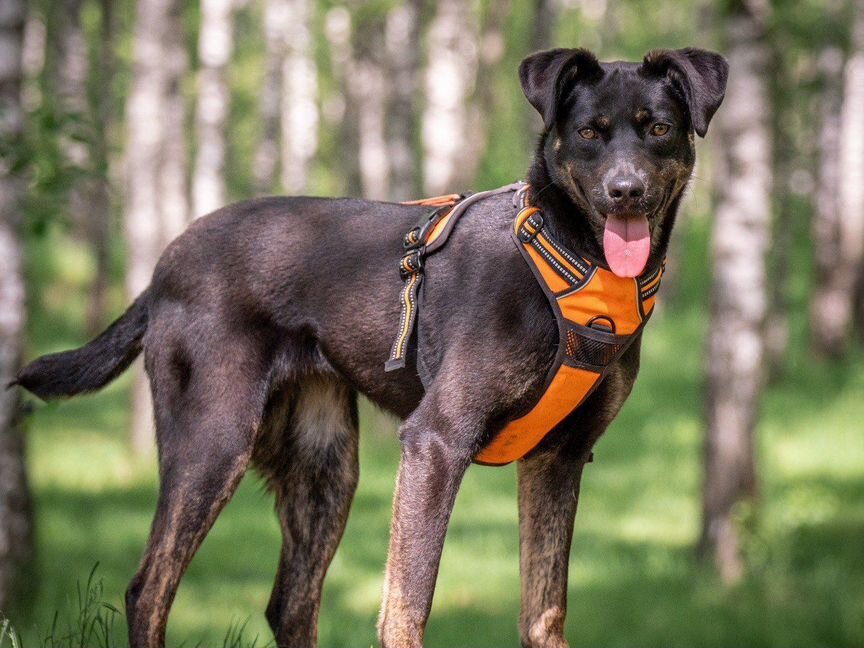 Черника из приюта мечтает стать домашней