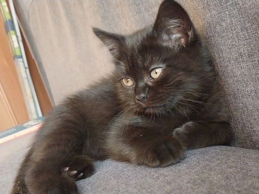 Кошка полубританка