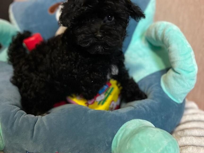 Чёрный бархат