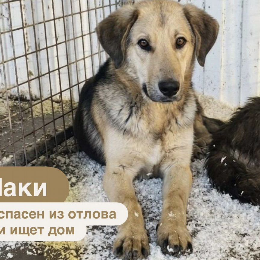 Щенок в добрые руки