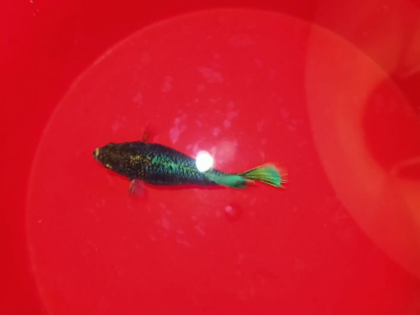 Рыбка петушок самка