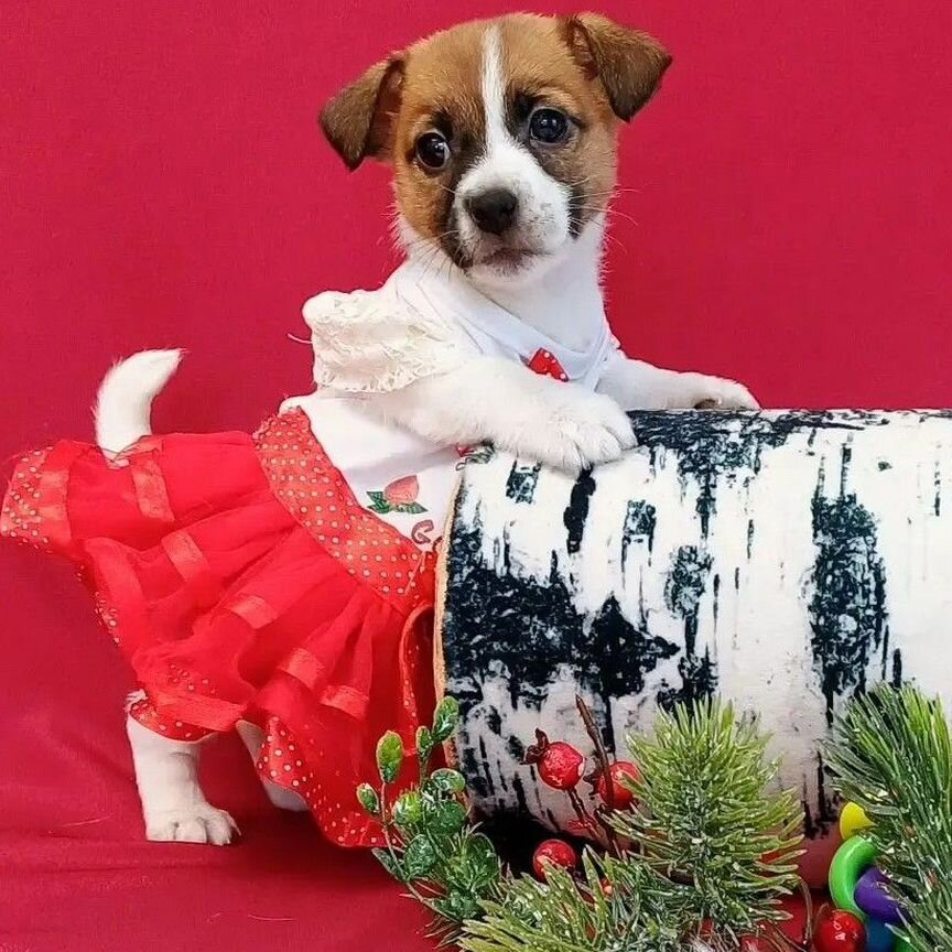 Джек-рассел-терьер, щенок