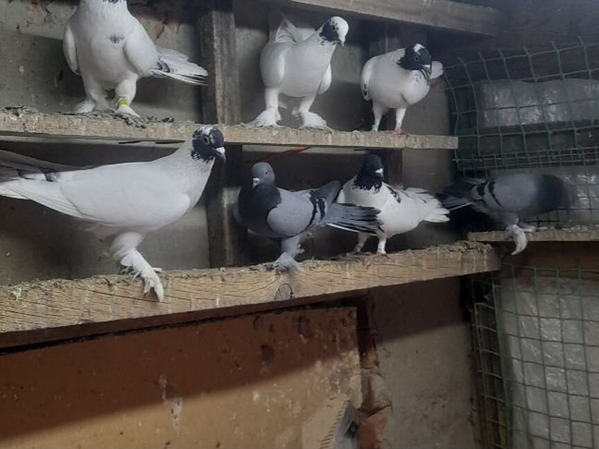 Голуби сизые широкохвостые