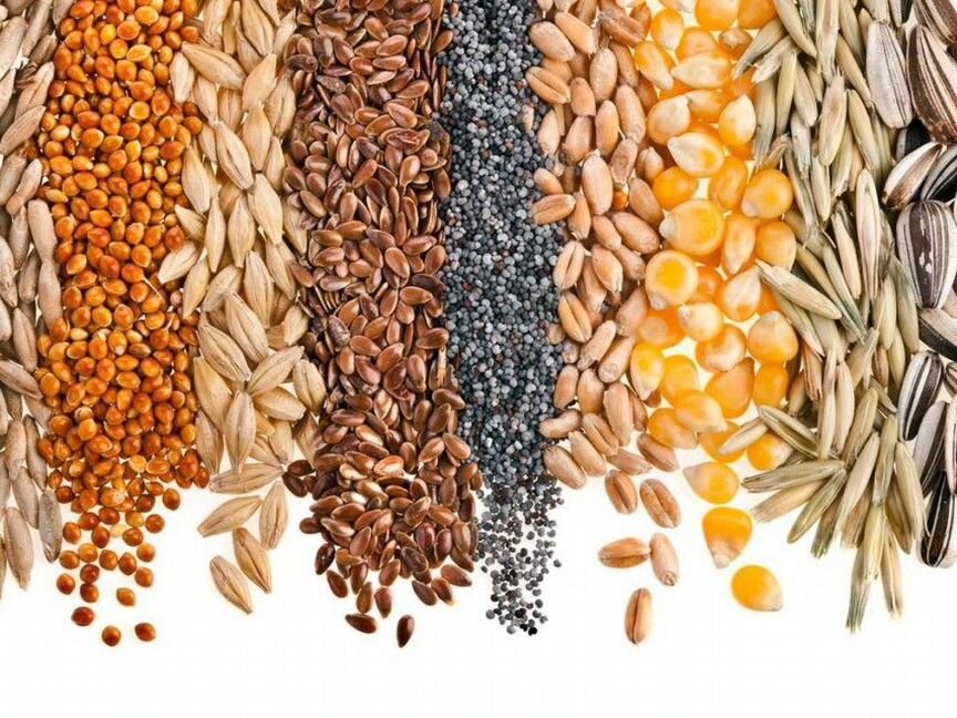 Корма для прудовой рыбы