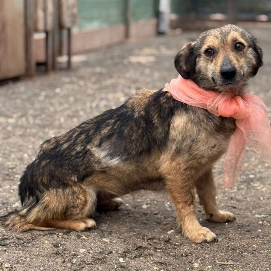 Взрослая собака в добрые руки