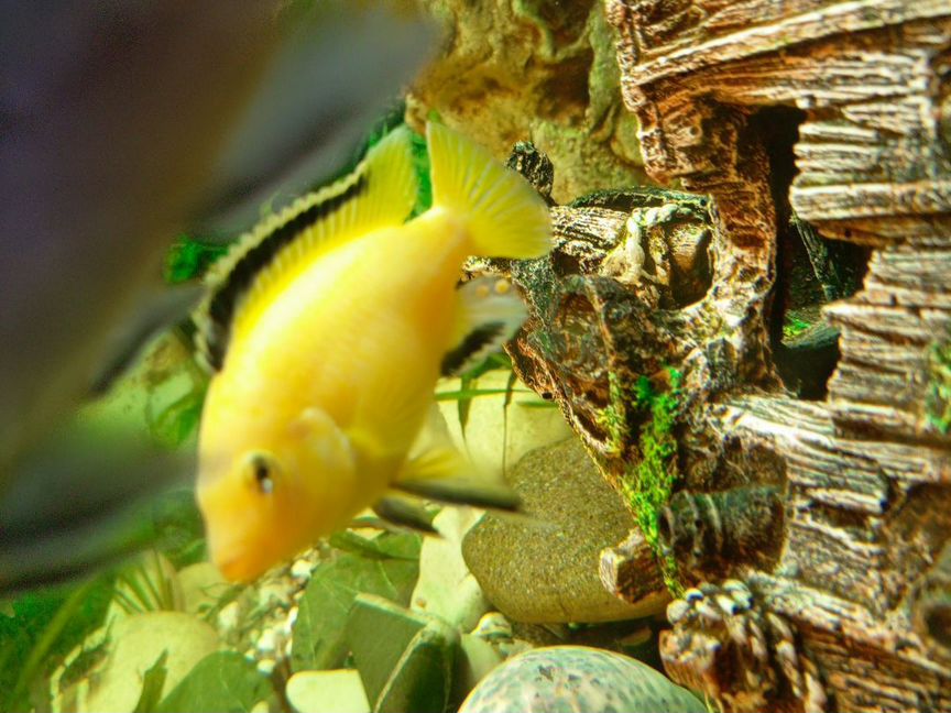 Аквариумные рыбки Еллоу