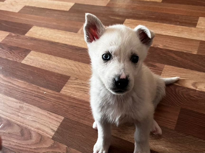 Шеночек девочка бесплатно