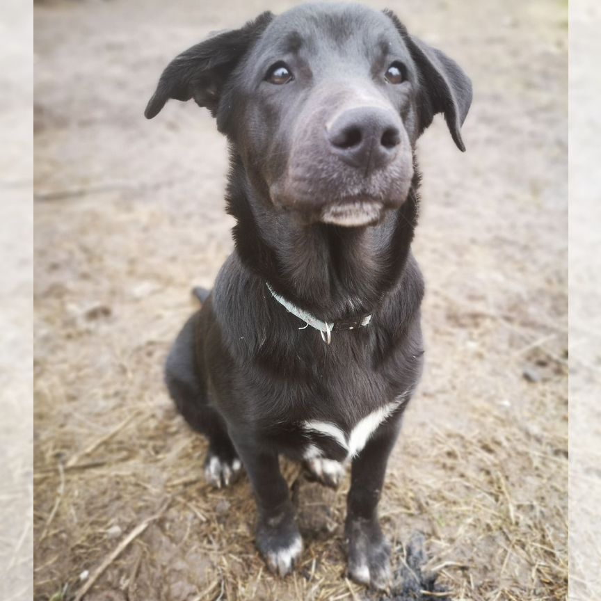 Щенок в добрые руки