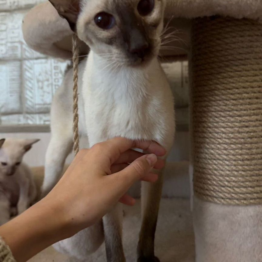 Взрослая ориентал