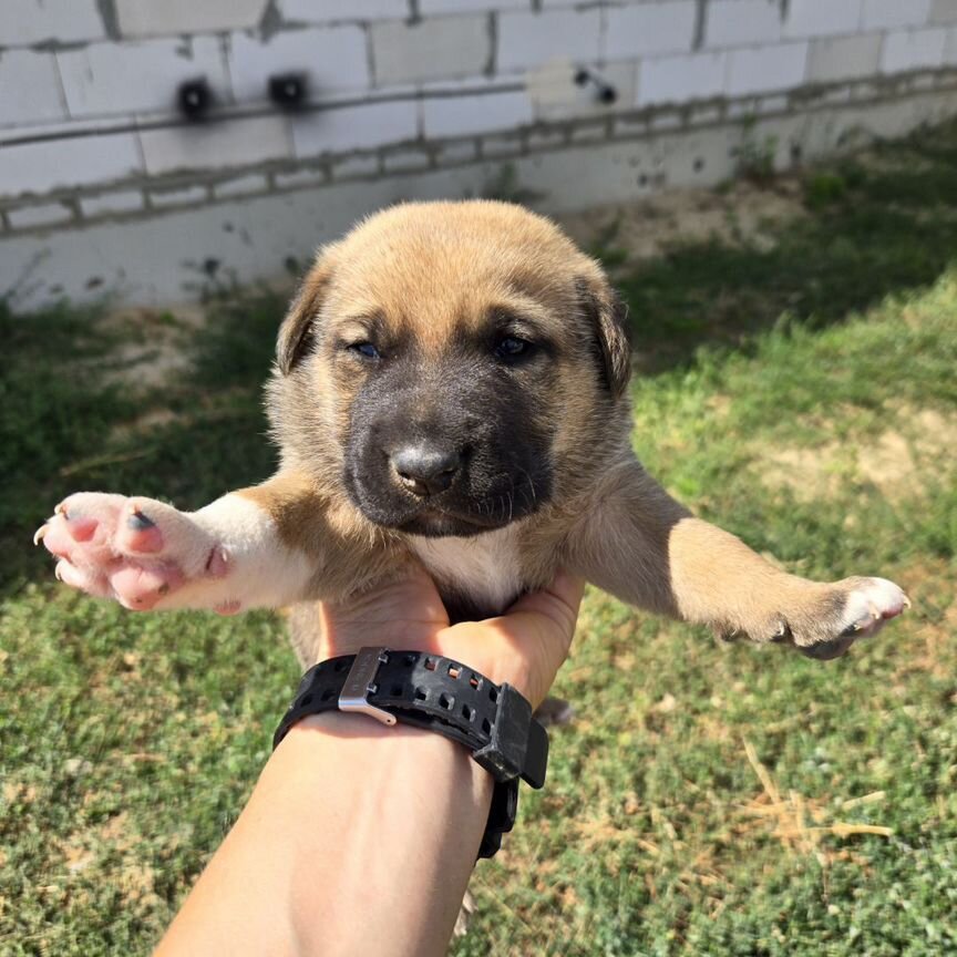 Щенки в добрые руки