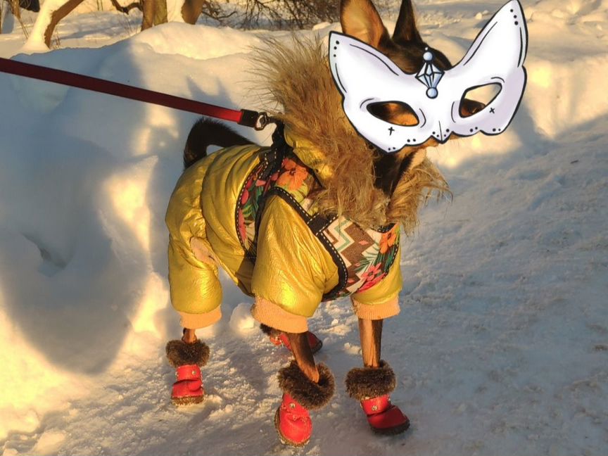 Зимний комбинезон для кобеля. М