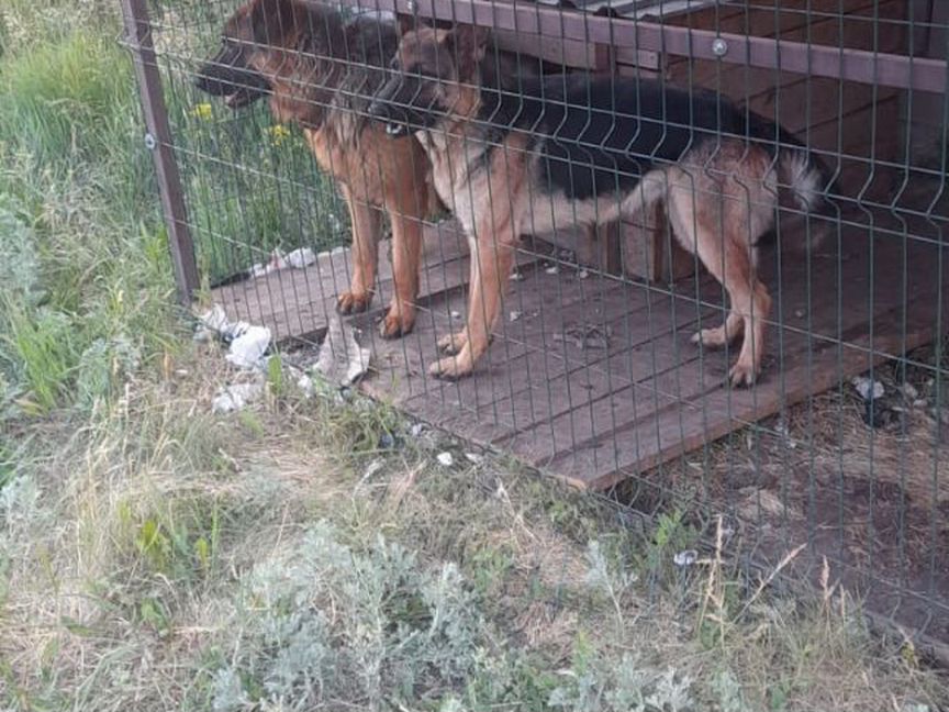 Продажа щенков немецкой овчарки