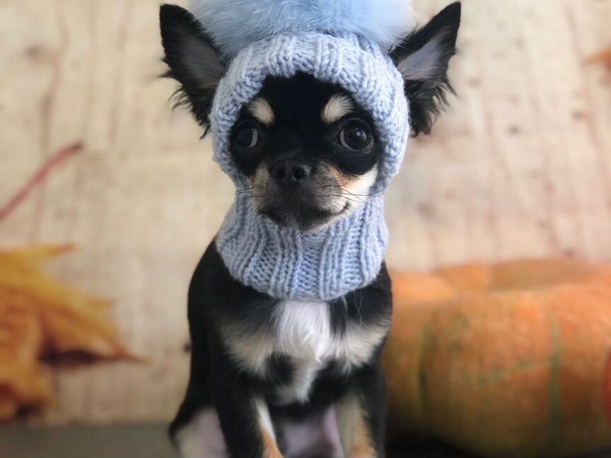 Шапки тепленькие с меховым помпоном для собак