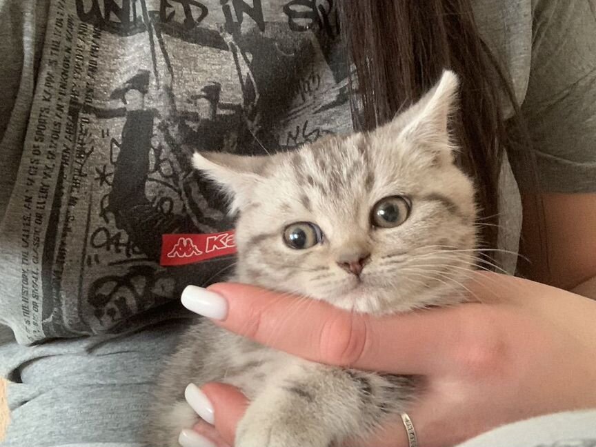 Британская короткошерстная кошка