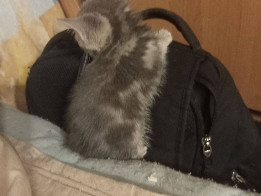 Котята, котики, британцы