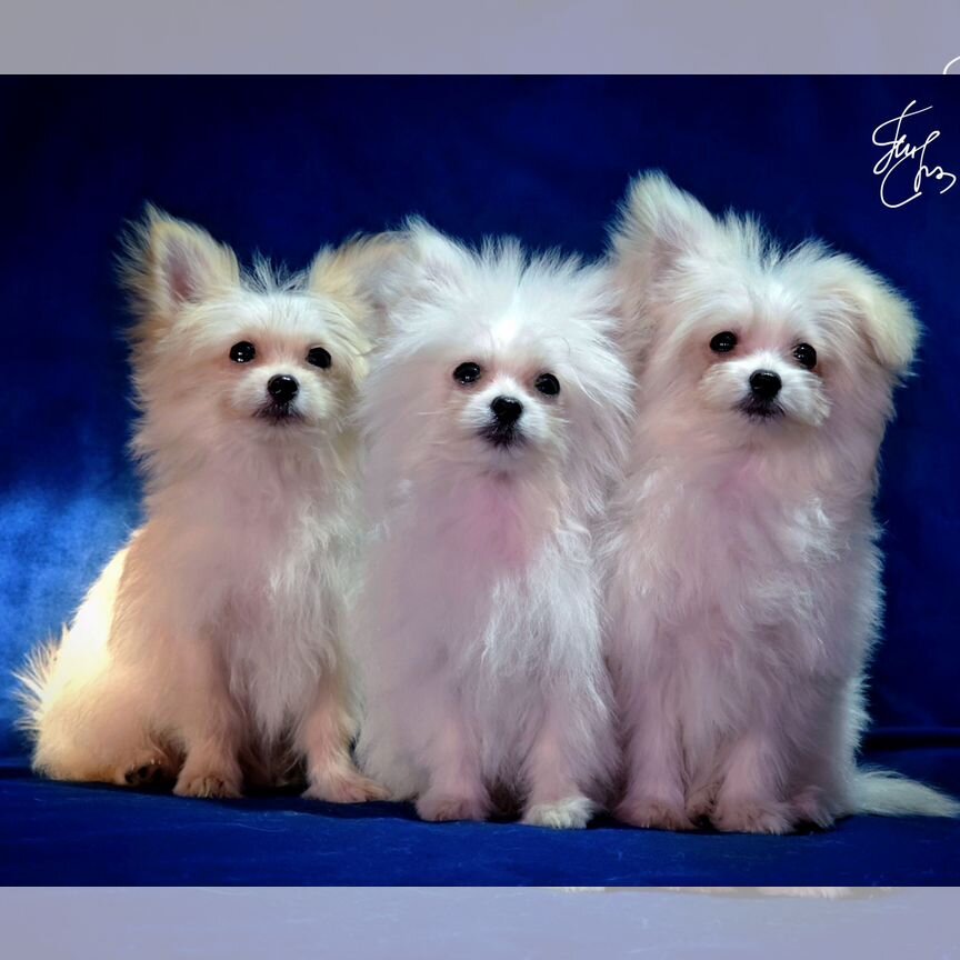 Мальтипу, щенок