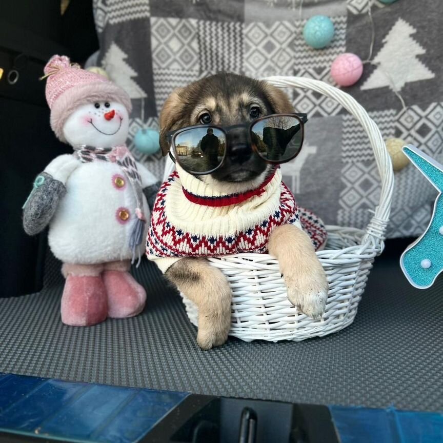 Щенок в добрые руки бесплатно