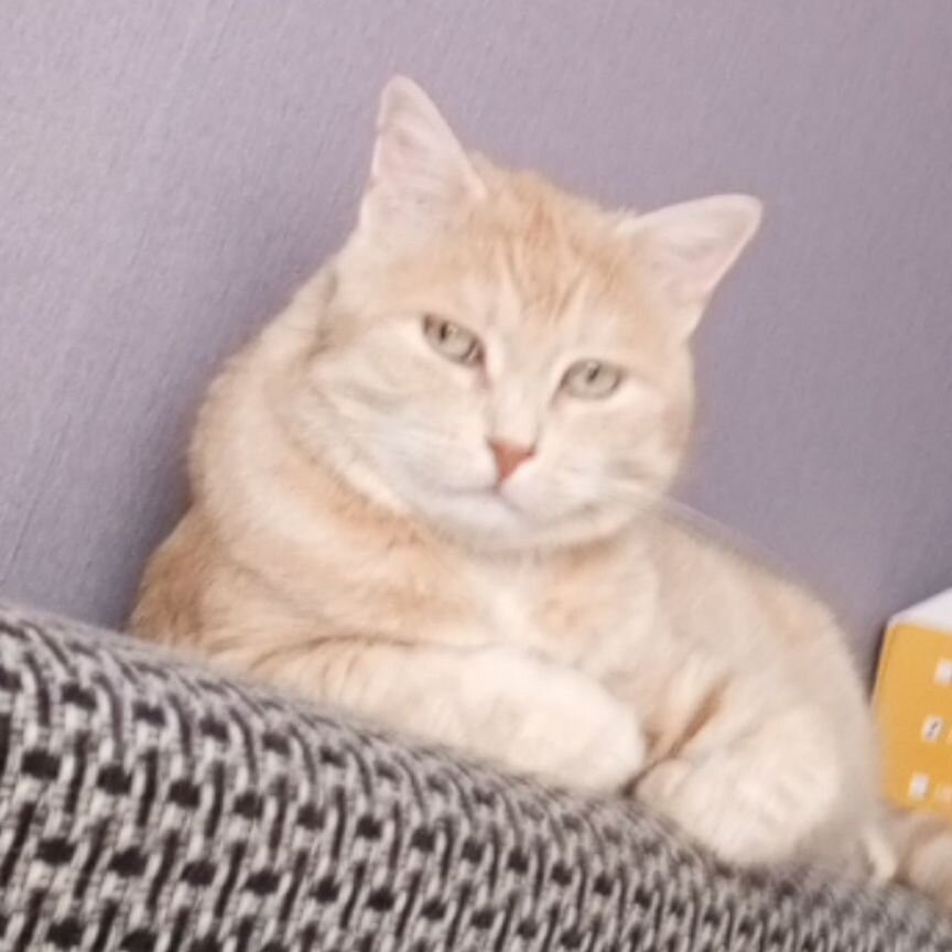 Кот