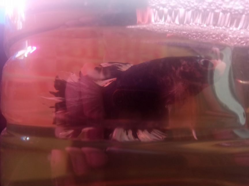 Петушки super дельта