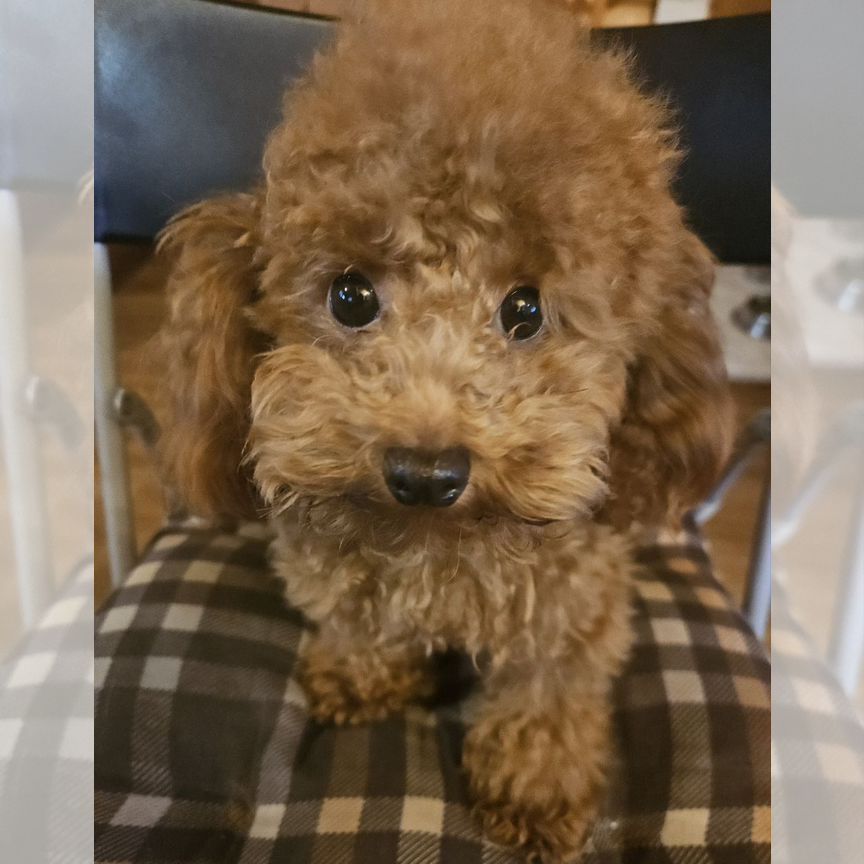 Той-пудель, щенок