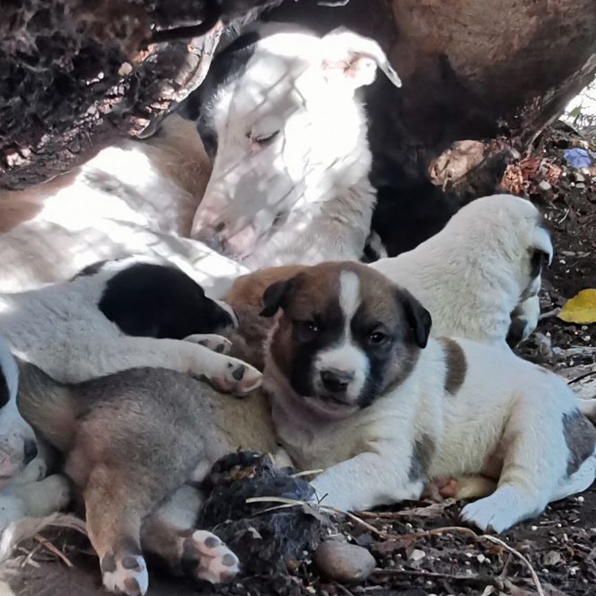 Кутята в добрые руки. 6 малышей