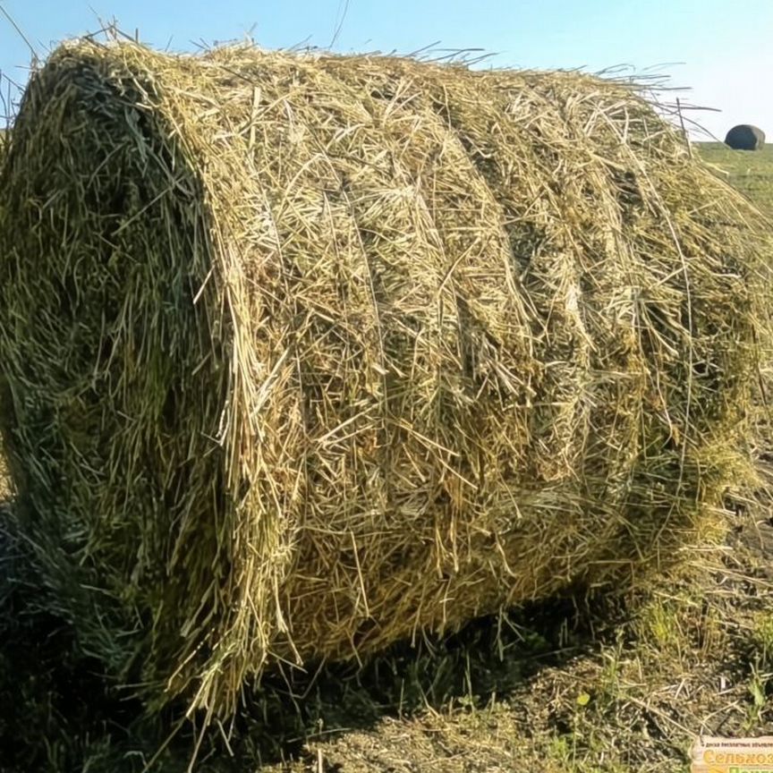 Сено в рулонах