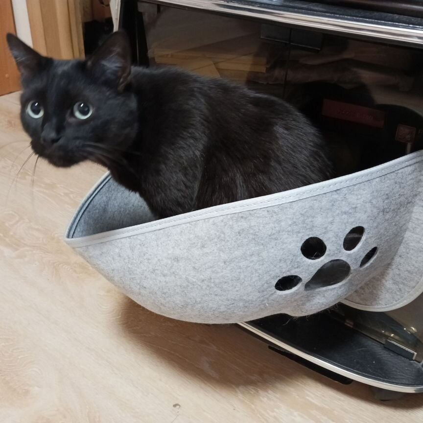 Шезлонг для кота, кошки, котёнка