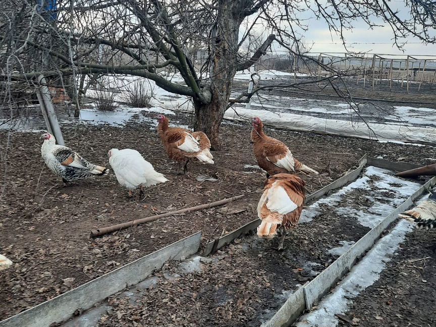 Индюки на завод