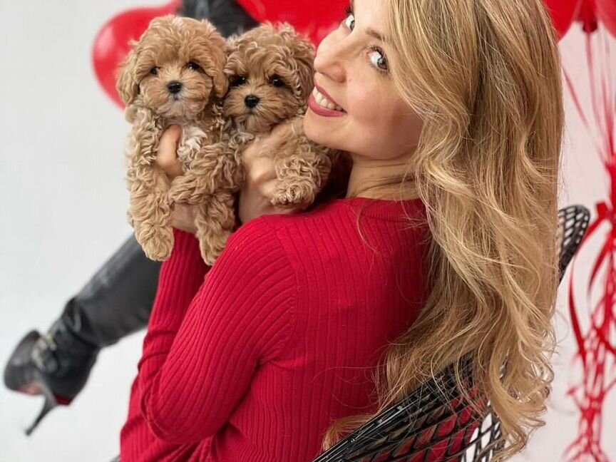 Мальтипу f1 мини