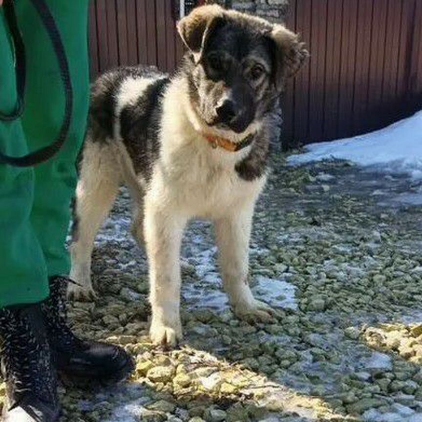 Собака в добрые руки щенок