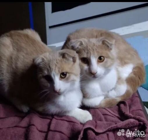Котики неразлучники ищут дом