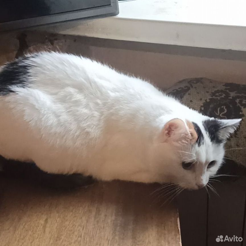 Турецкая ангора