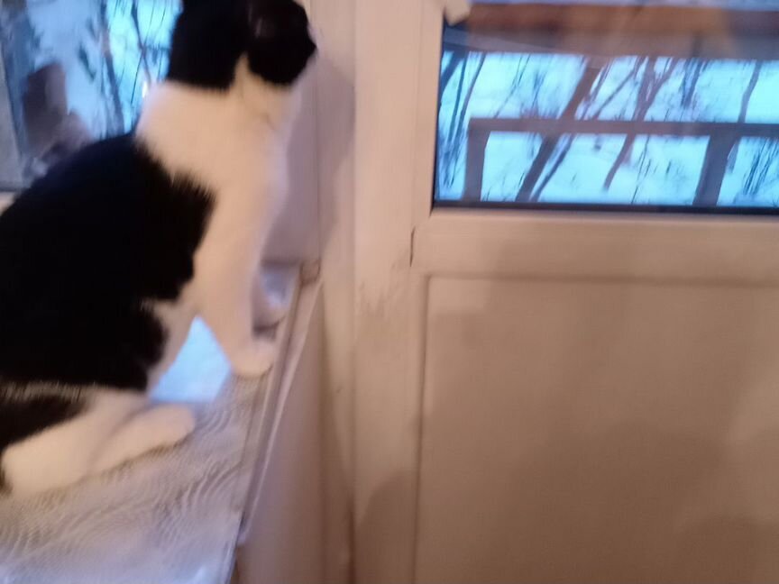 Кошка в дар