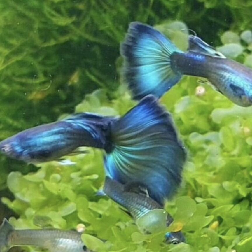 Гуппи малахит чистая линия