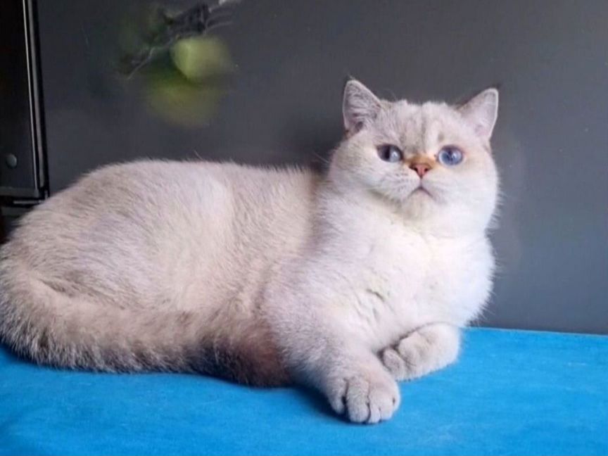 Мальчик золотой колорпойнт